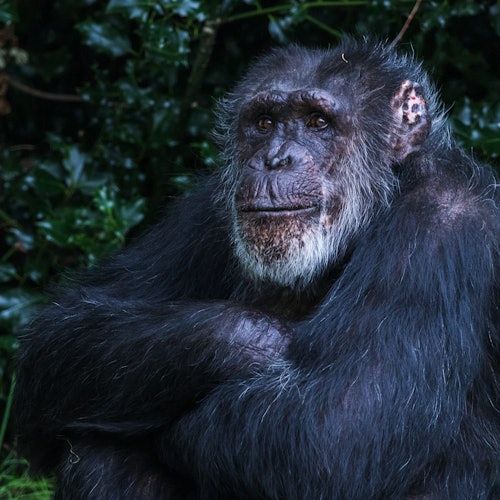 What The Social Habits Of Older Animals Tell Us About…