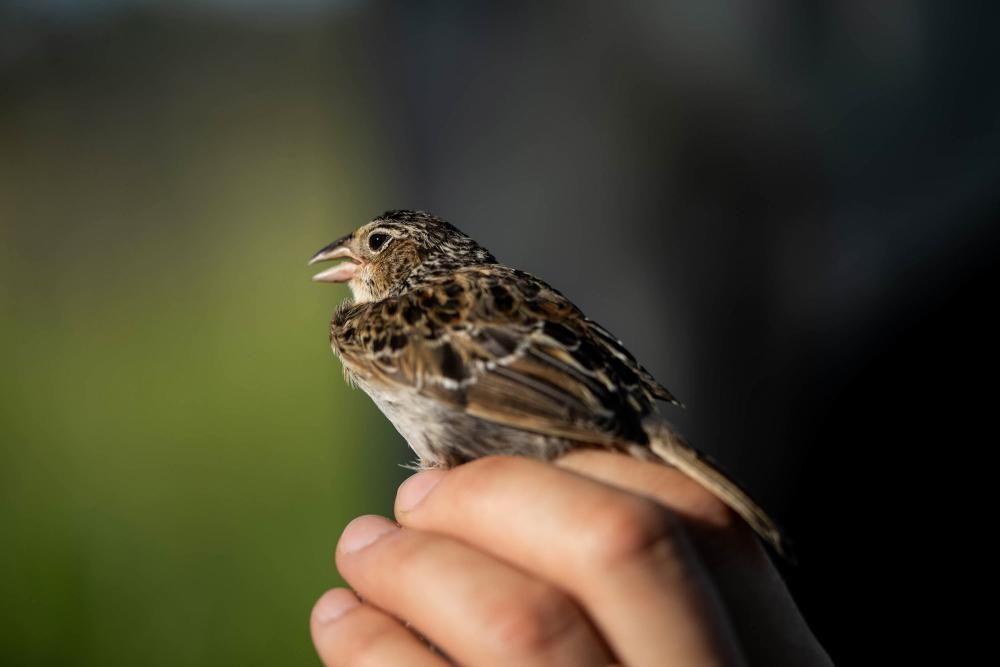 Florida grasshopper sparrow: scientists hail…