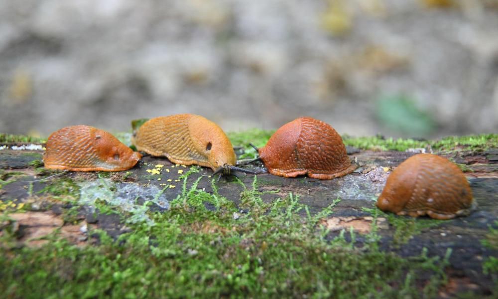 ‘They’ve been something else this year’: slugs wreak…