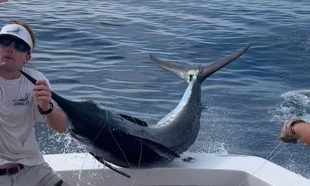 Frantic scene as 300-pound marlin leaps into fishing…