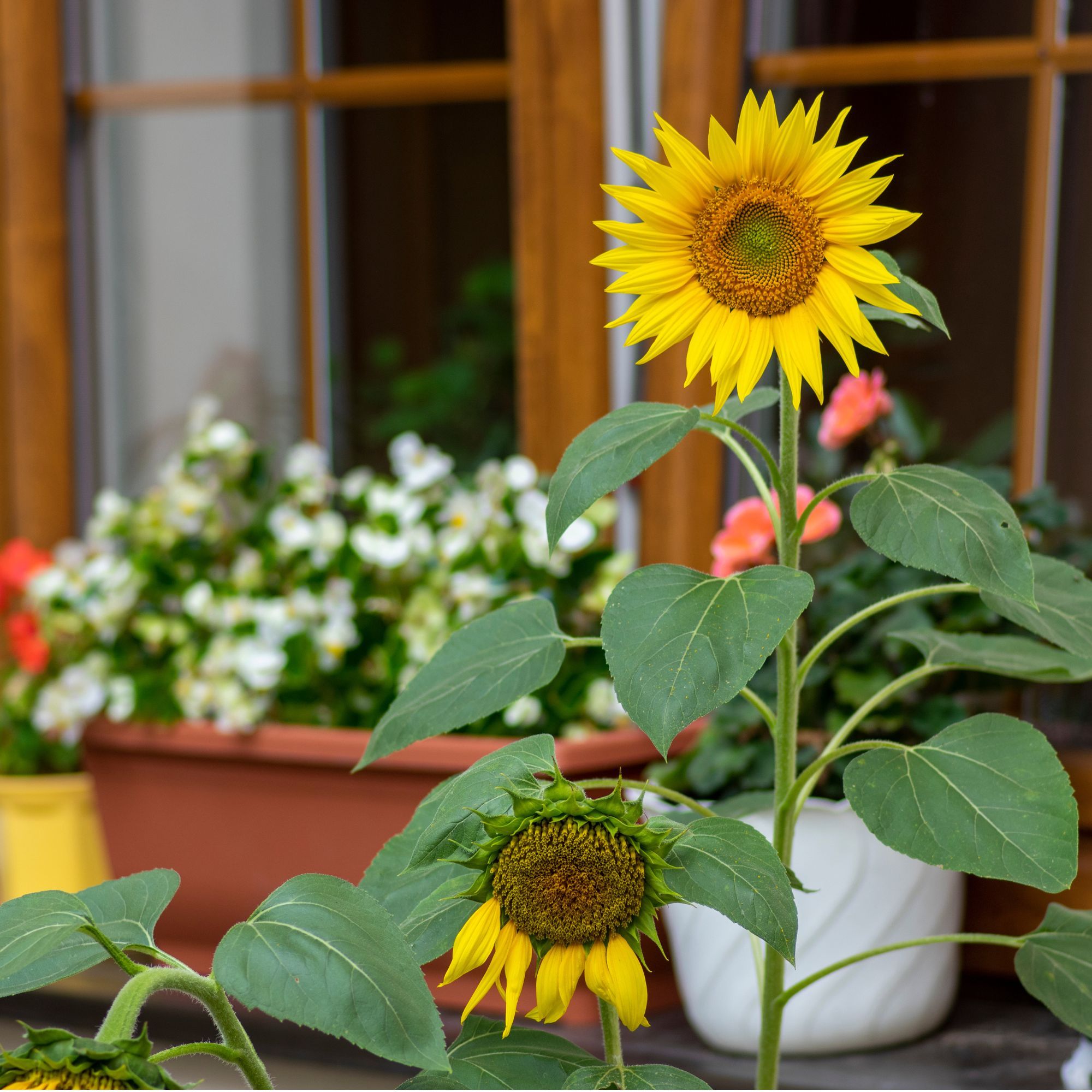 What to do with sunflowers after flowering to ensure…