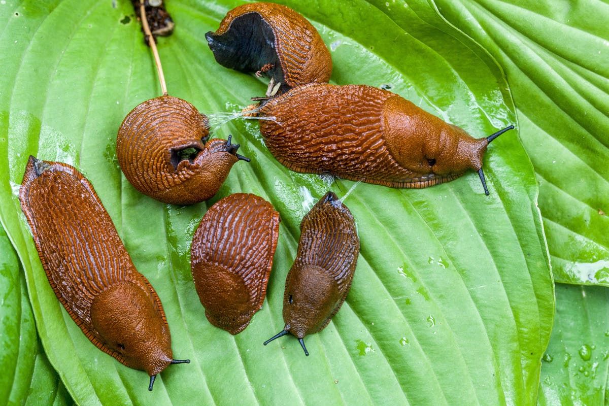Why it’s been a bumper year for slugs, snails and…