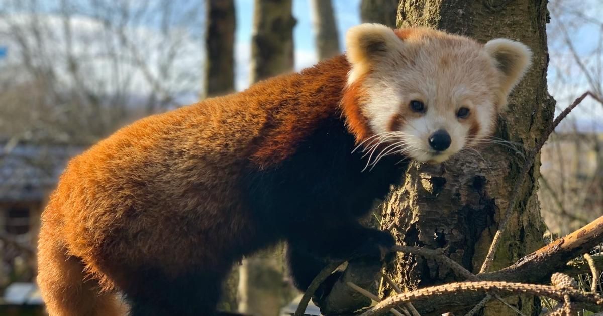 Edinburgh Zoo named the second best family attraction…