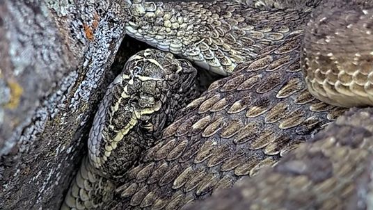 Watch wild Western Rattlesnakes go about their day on…