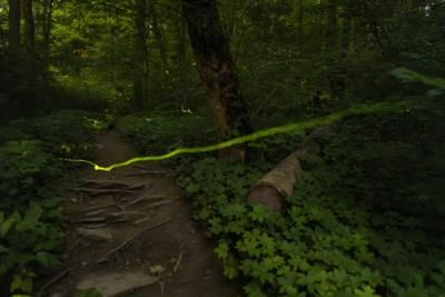 Firefly Conservation Efforts Highlighted Amid…