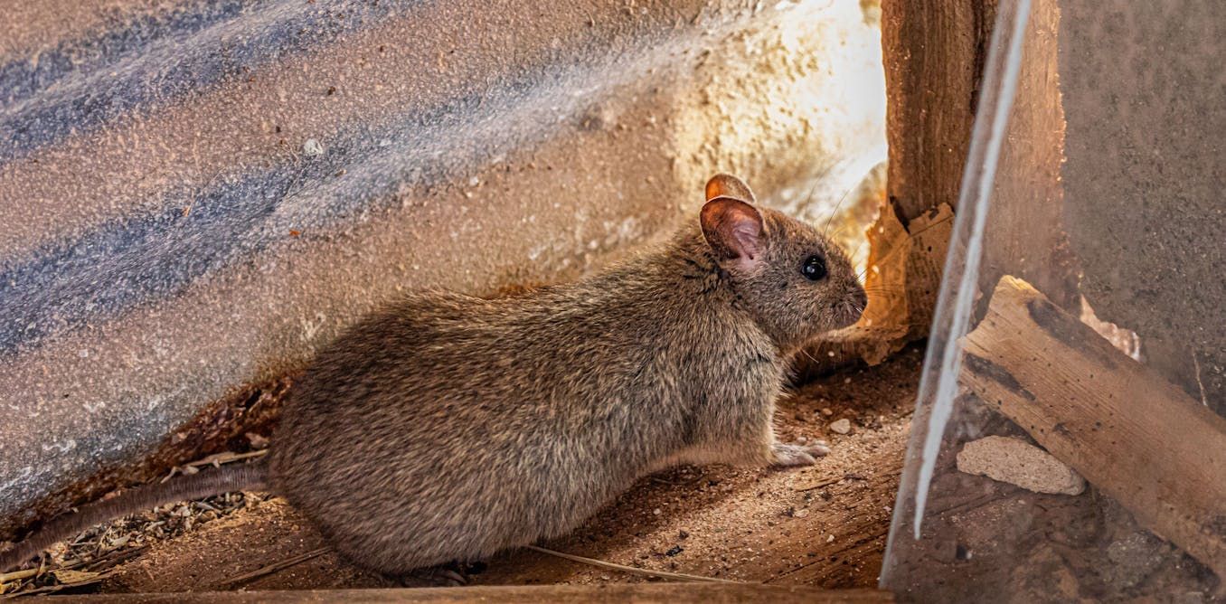 The greater stick-nest rat almost went extinct. Now…