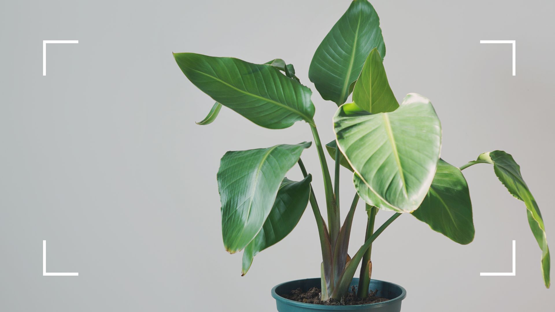 The Latest Good News Stories – inkl news