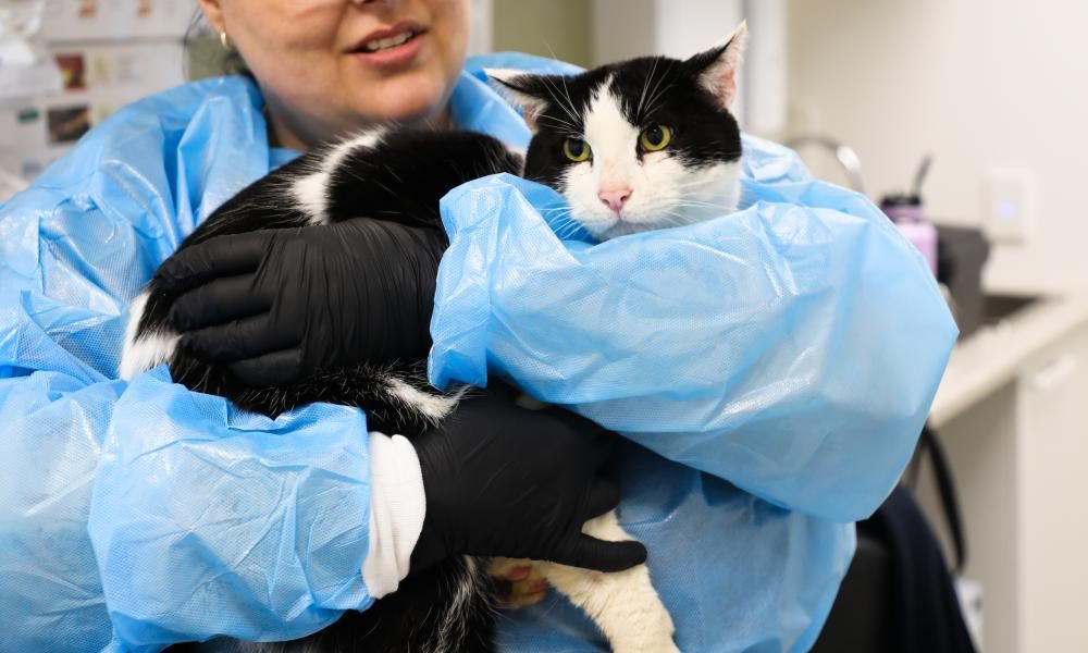 Tears and triumph as George the cat reunited with…