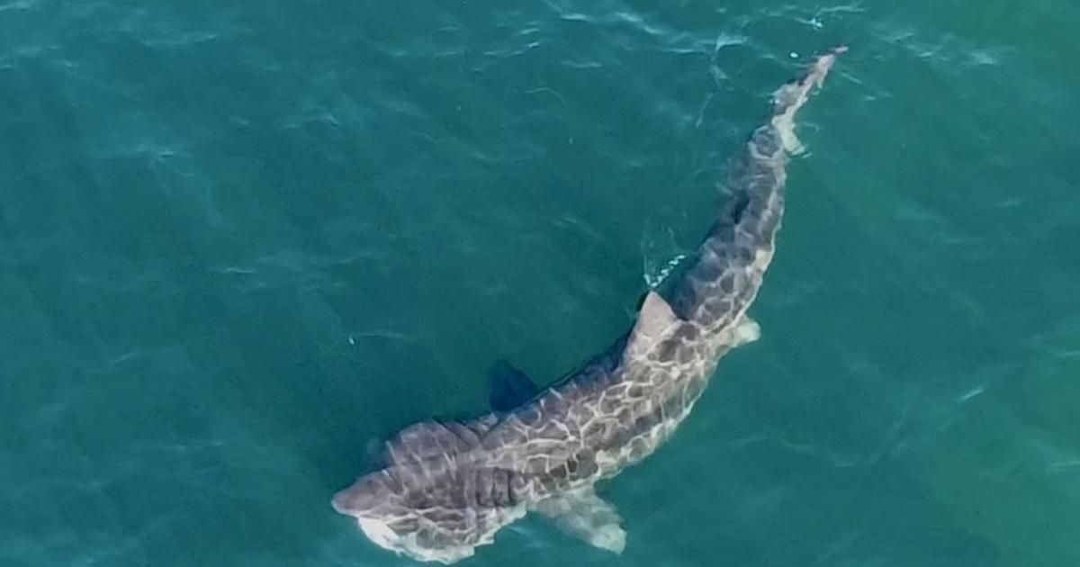 Watch as 32ft shark spotted swimming just metres off…