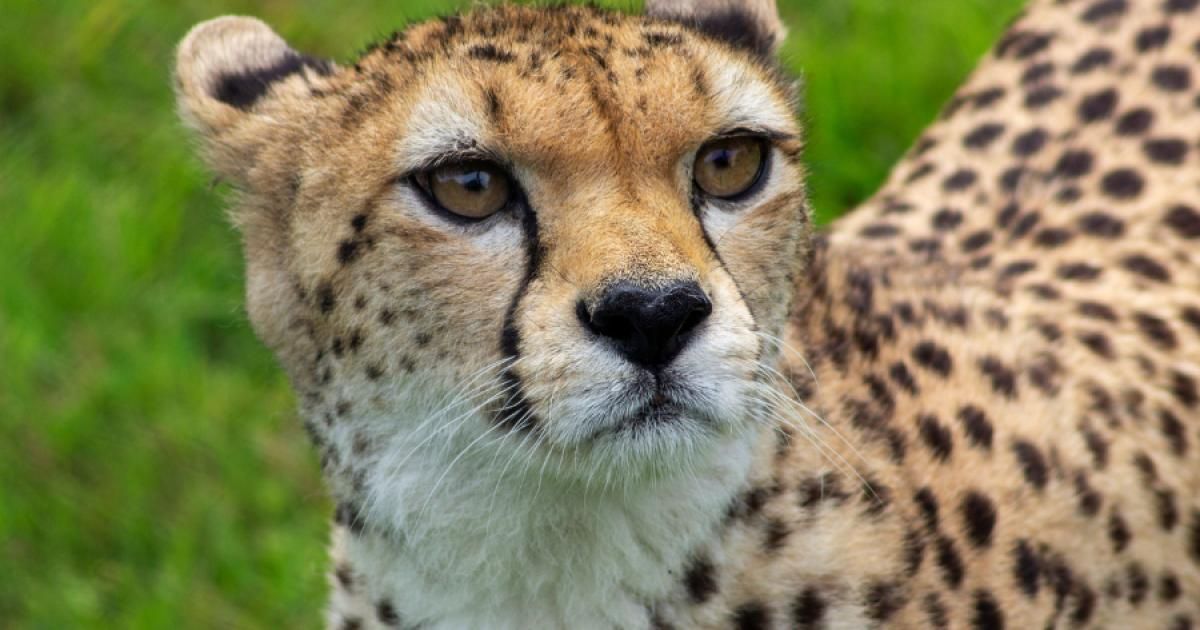 'Wonderful': Scottish zoo welcomes first cheetah in…