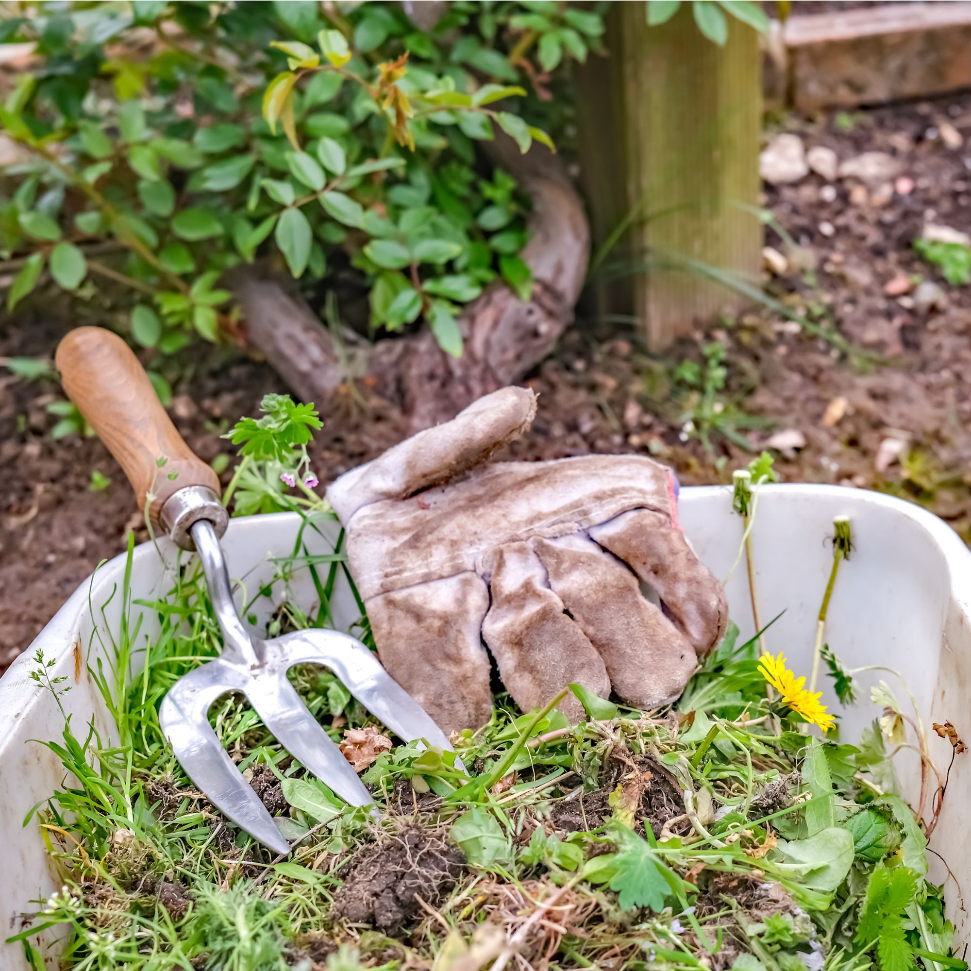 How to tackle an overgrown garden - tame an unloved…