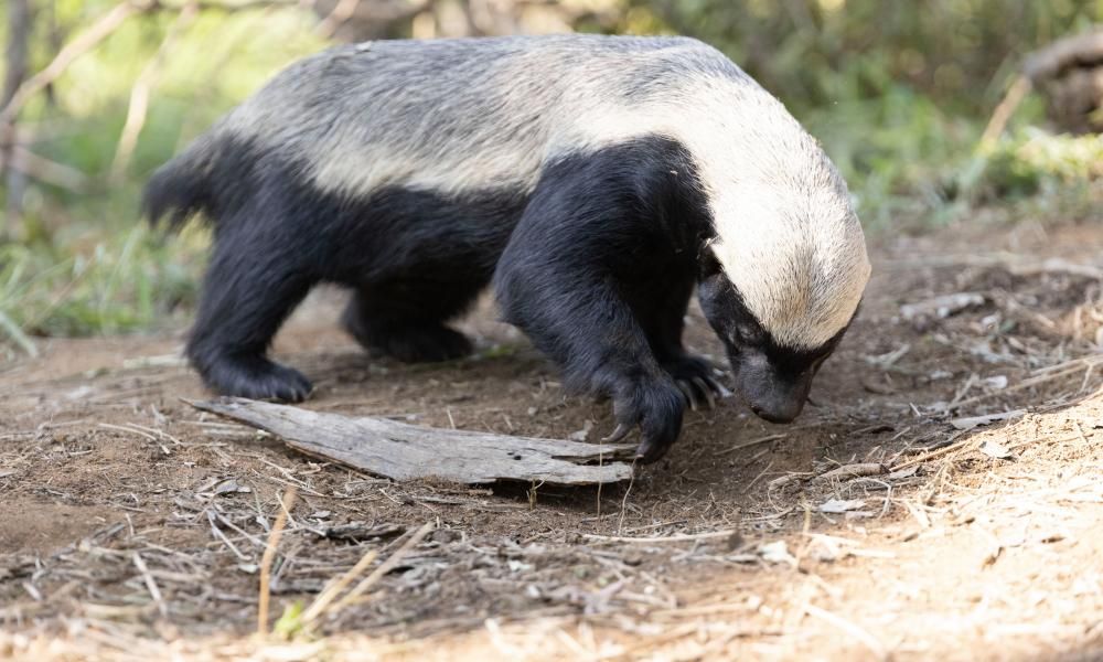 TV tonight: extraordinary conflicts in the natural…