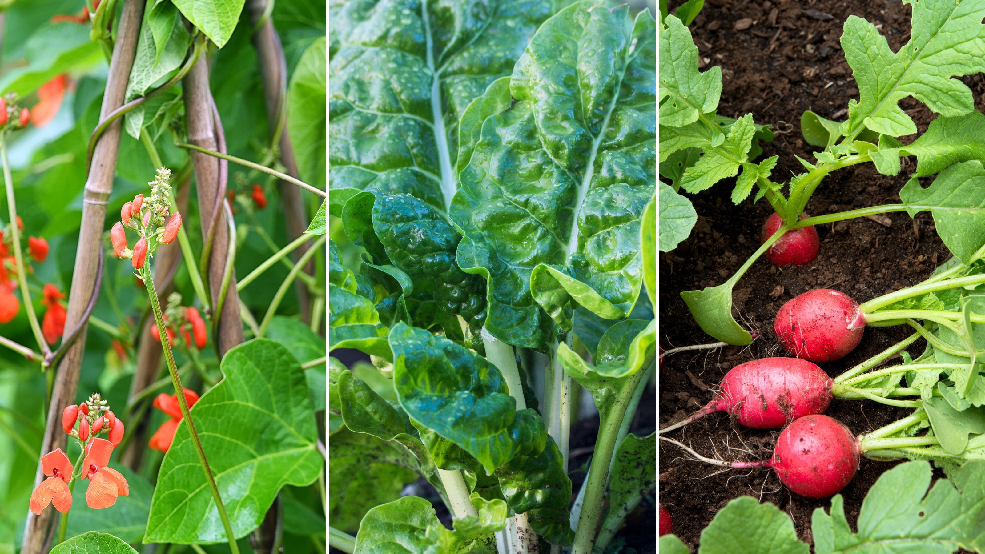 7 vegetables and herbs to plant in August for a quick…
