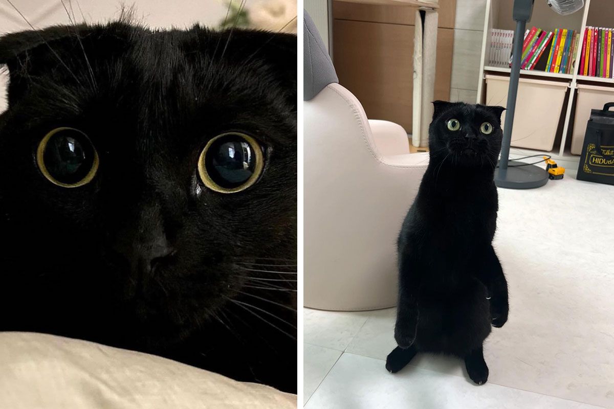 This Black Cat Is So Adorable And Quirky He’s Taking…