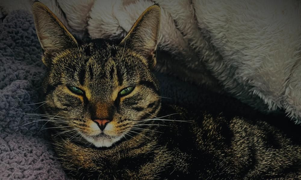 RSPCA urges vigilance as weapon attacks on cats more…