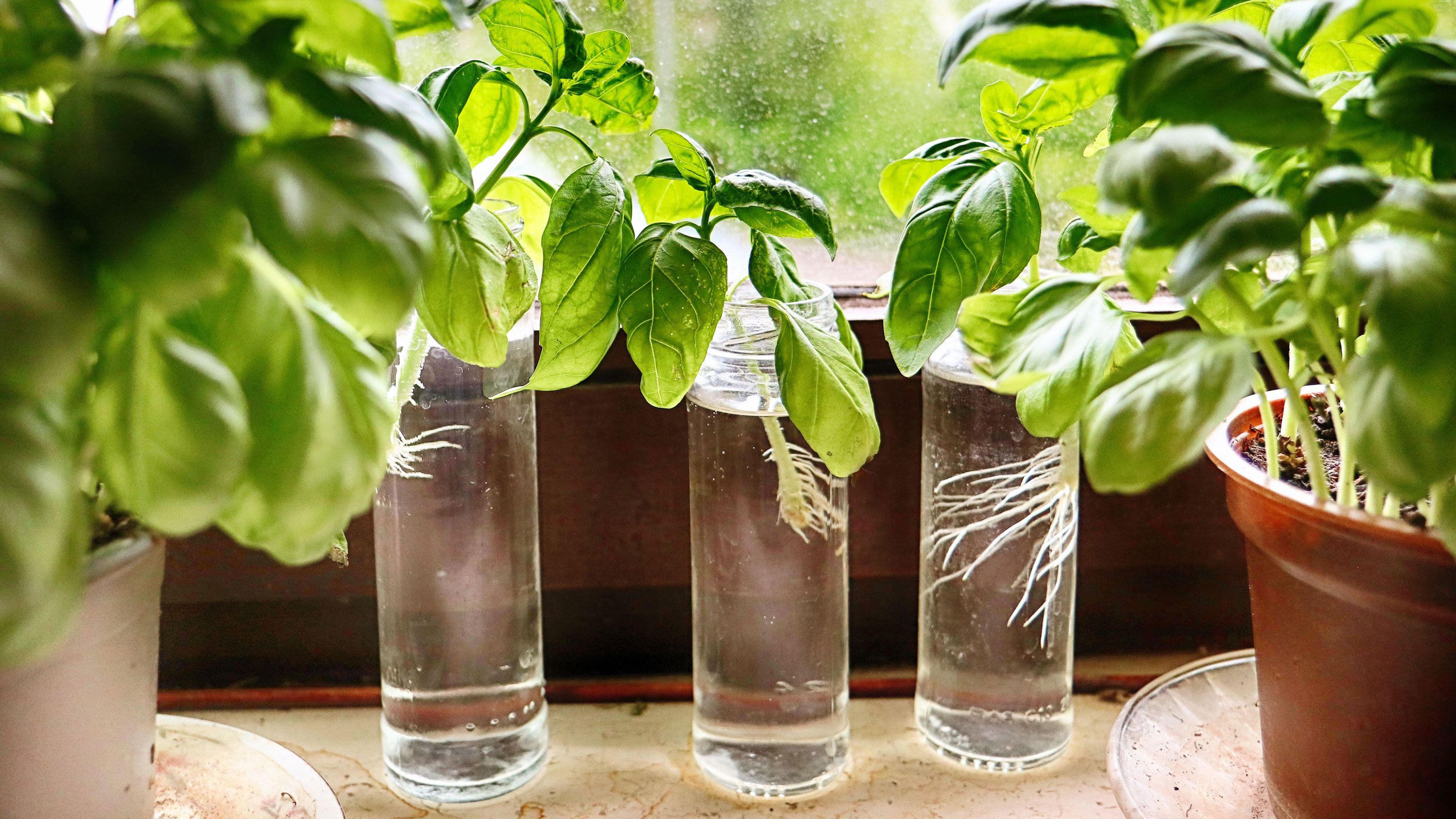How to grow basil indoors – 6 easy steps for fresh…