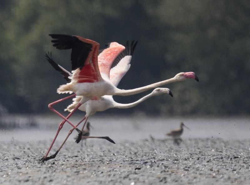 This year, Flamingos did not leave Mumbai
