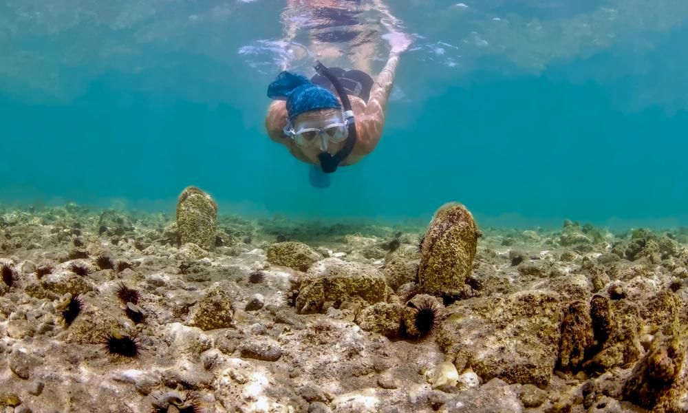 ‘I am so happy to see them!’: fan mussels are back in…