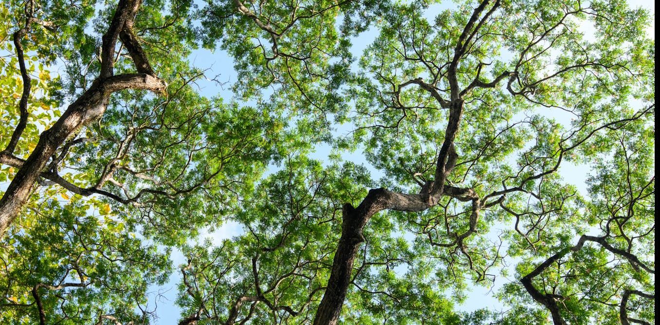 Trees compete for space, light and resources, and…