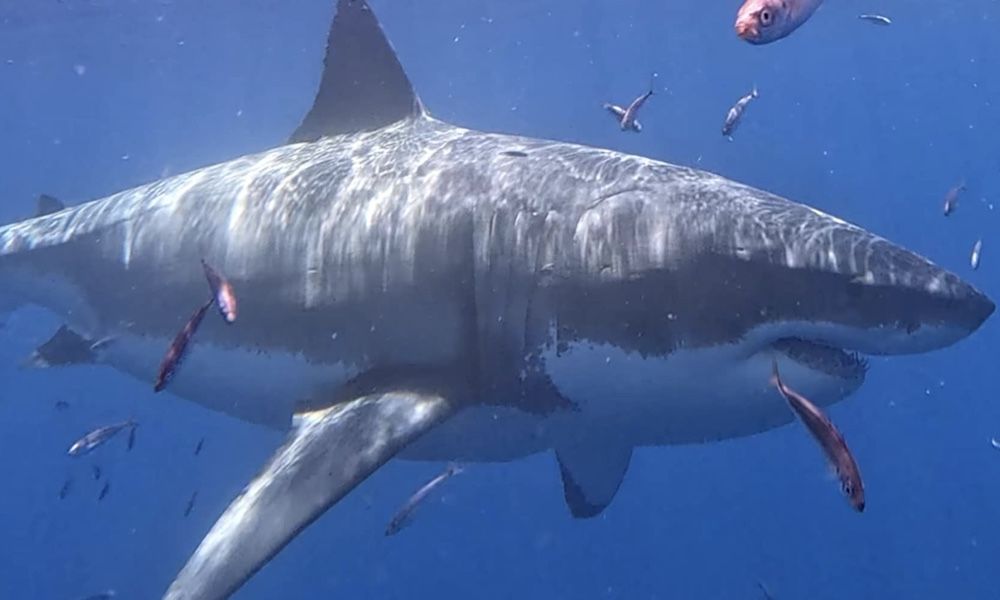 Shark tagger ditches sinking whale but finds ‘giant…