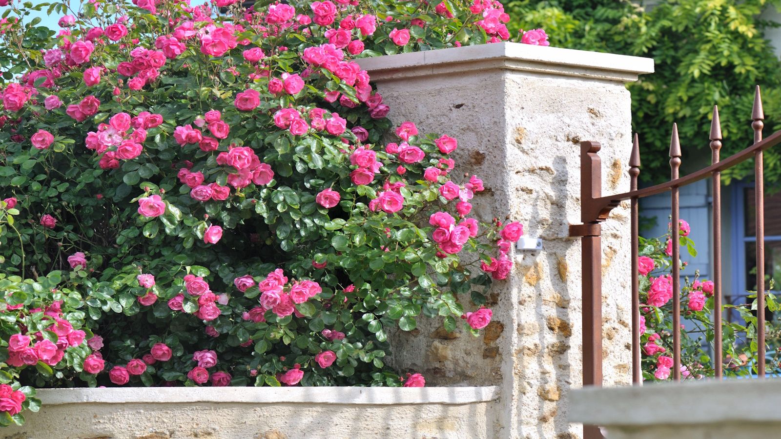 Best roses for hedges – 10 stunning varieties for…