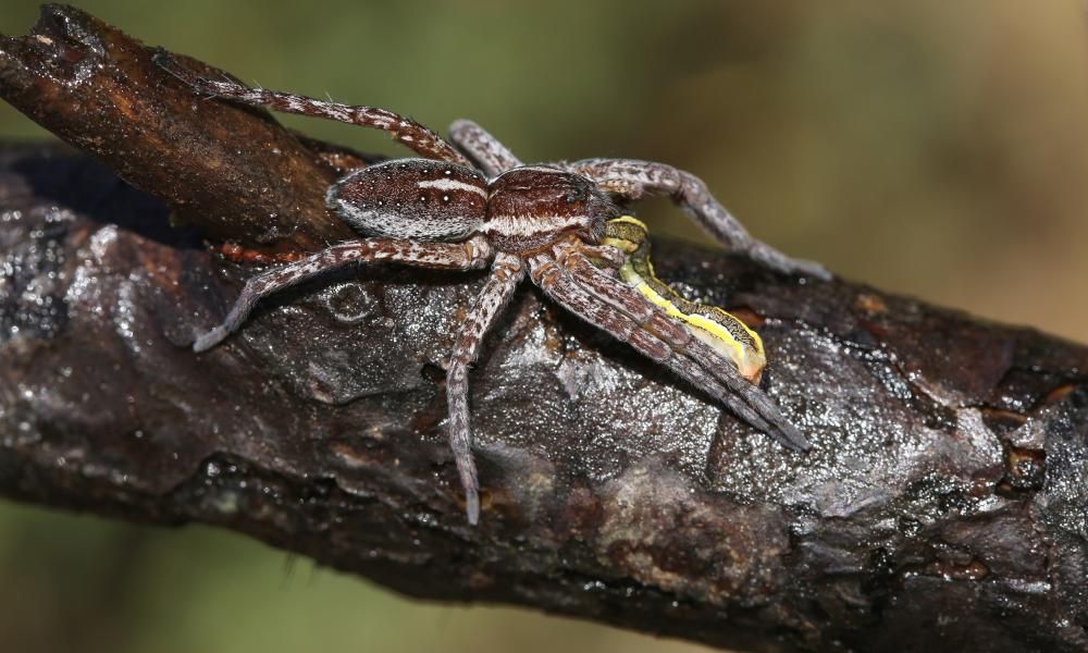 One of UK’s largest and rarest spider species making a…