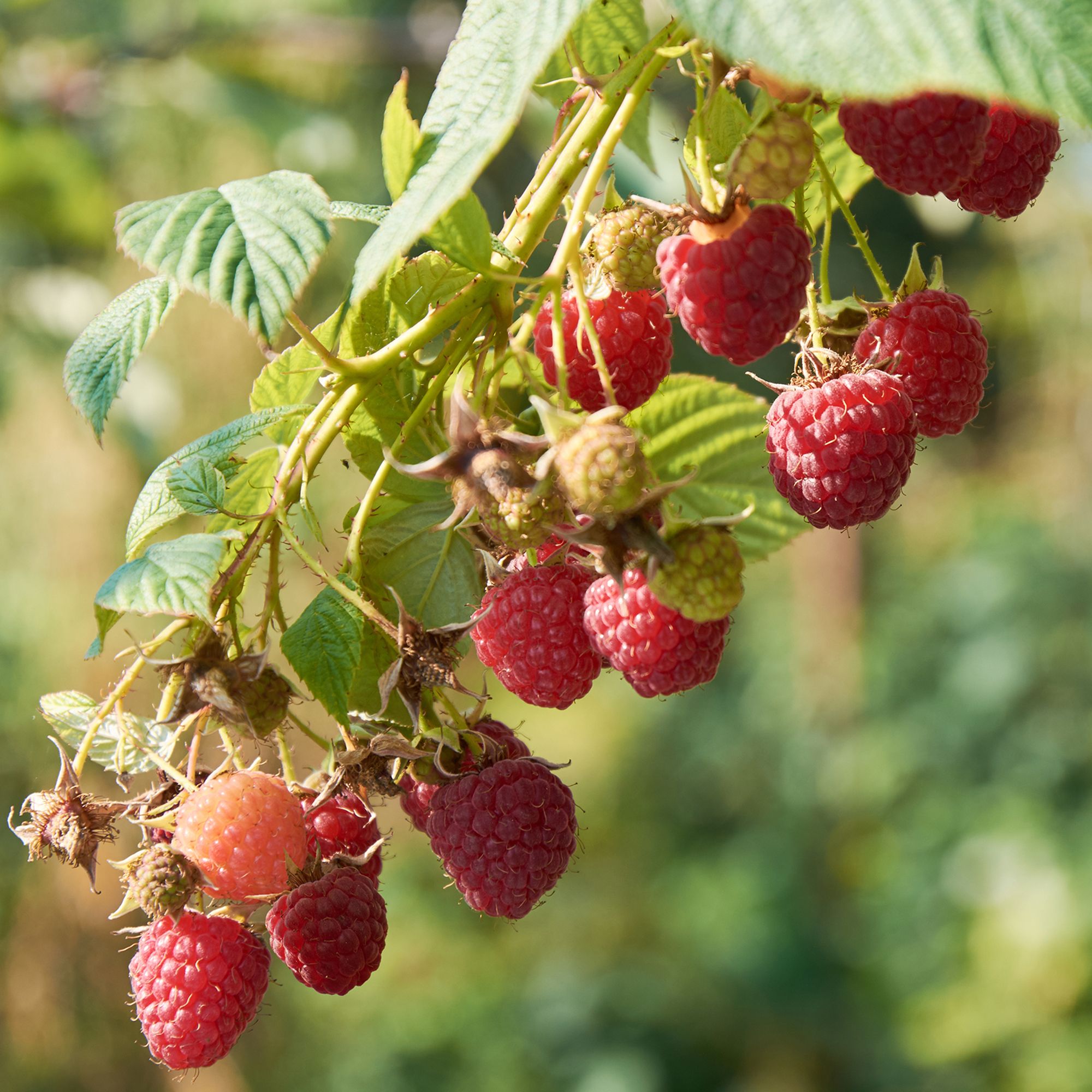 When to prune autumn raspberries for seriously juicy…