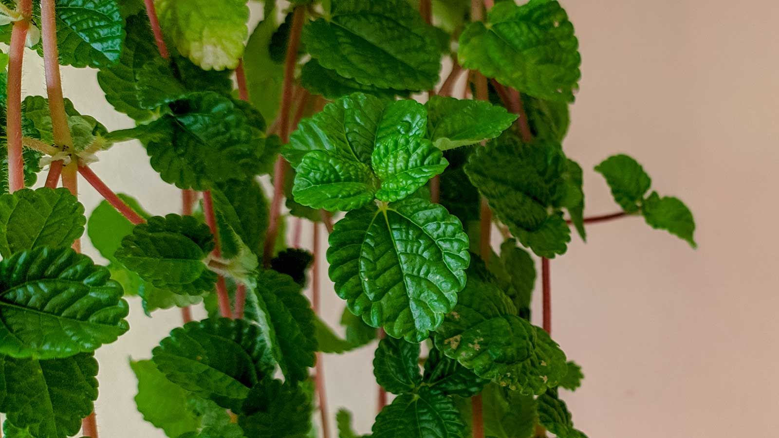 How to grow creeping Charlie indoors – expert tips for…
