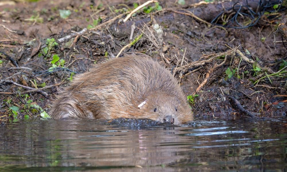‘Beaver-bombing’: unauthorised rodent releases on the…