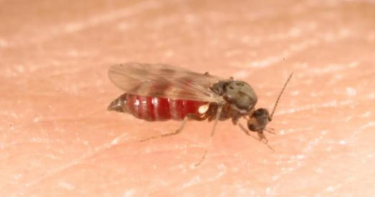 When is midge season in Scotland? All you need to know…