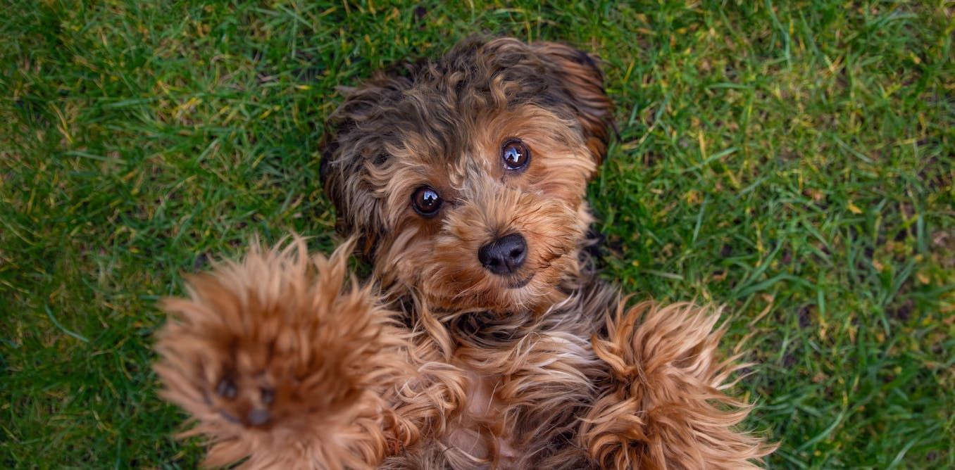 New research busts the myth that crossbred ‘designer…