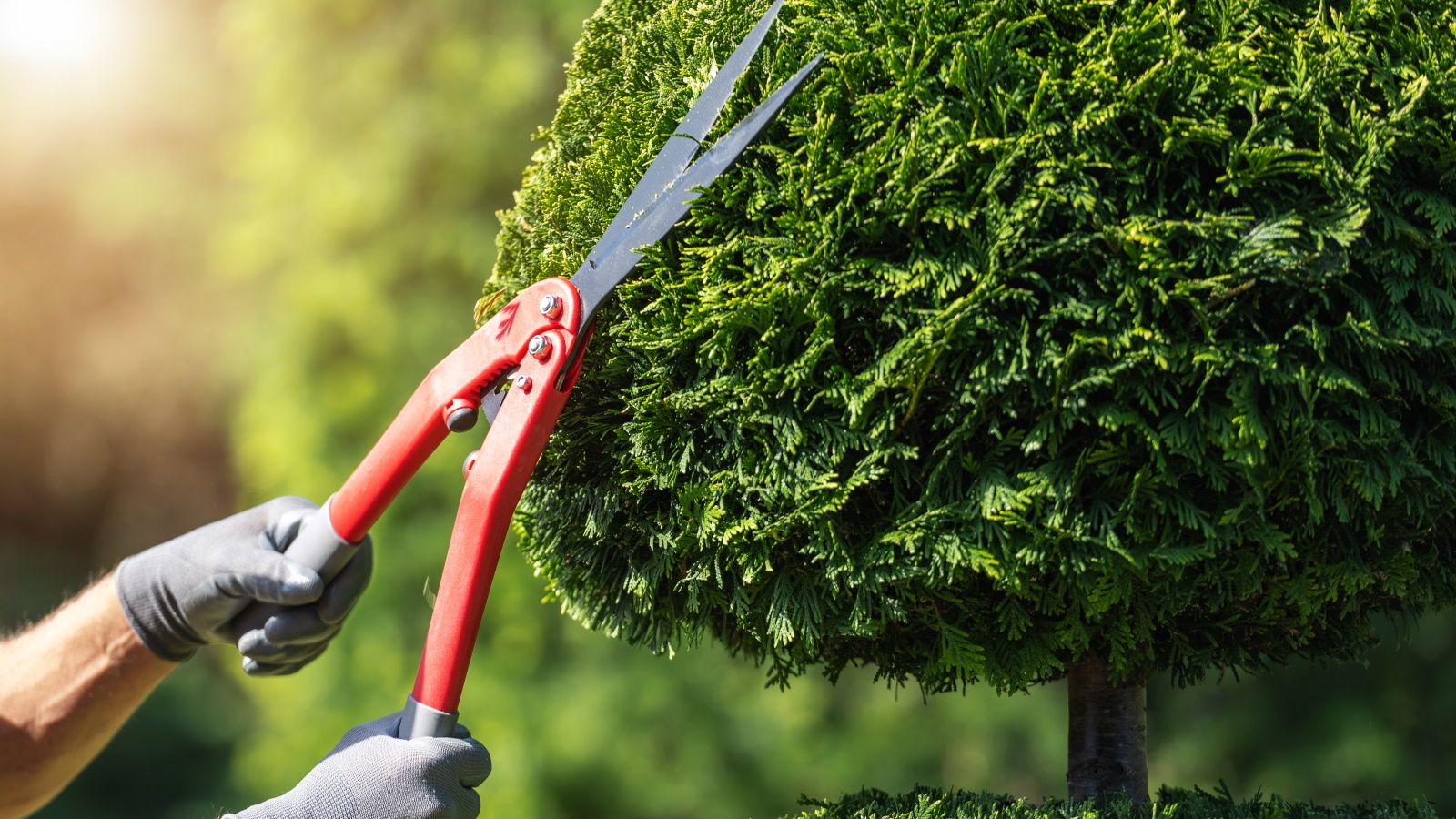 When is the best time to cut topiary? Expert tips for…