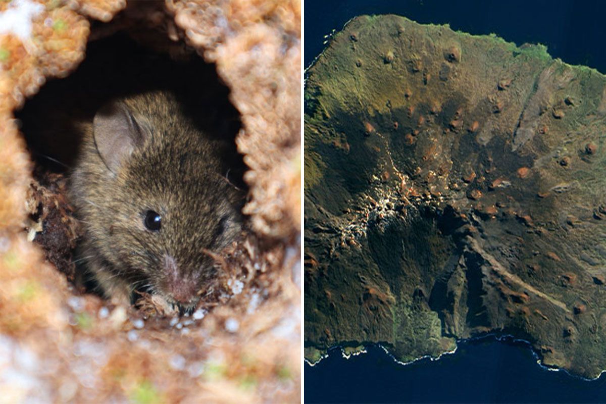 Officials Decide To Drop 600 Tons Of Pesticide On…