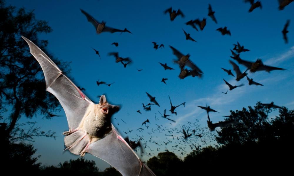 Loss of bats to lethal fungus linked to 1,300 child…