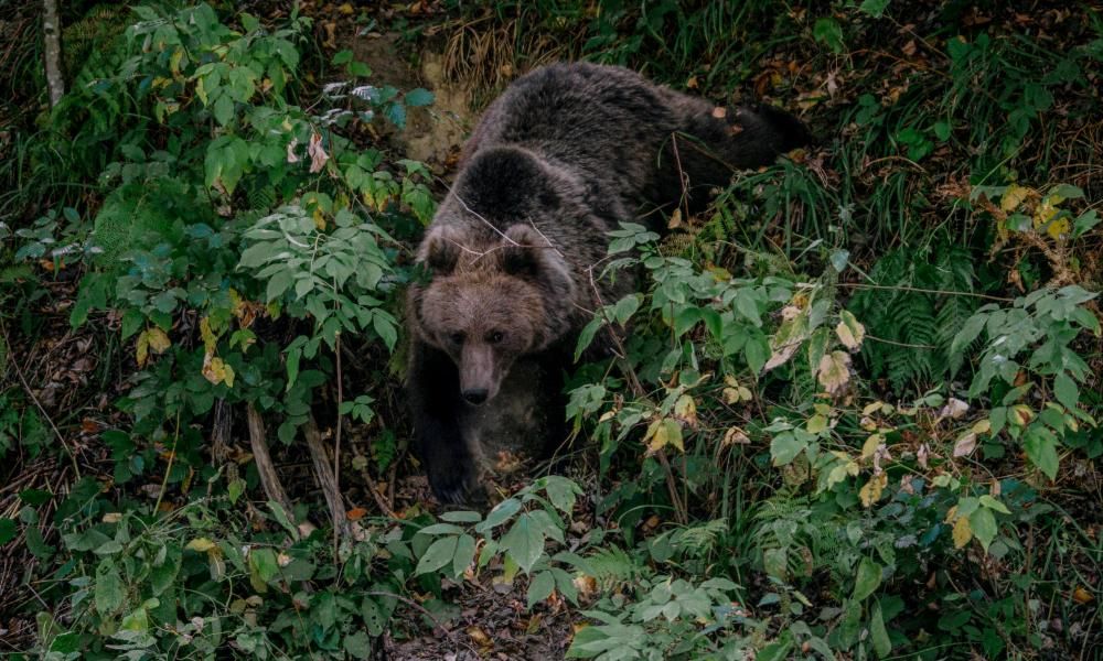 Europe saved its predators from the brink of…