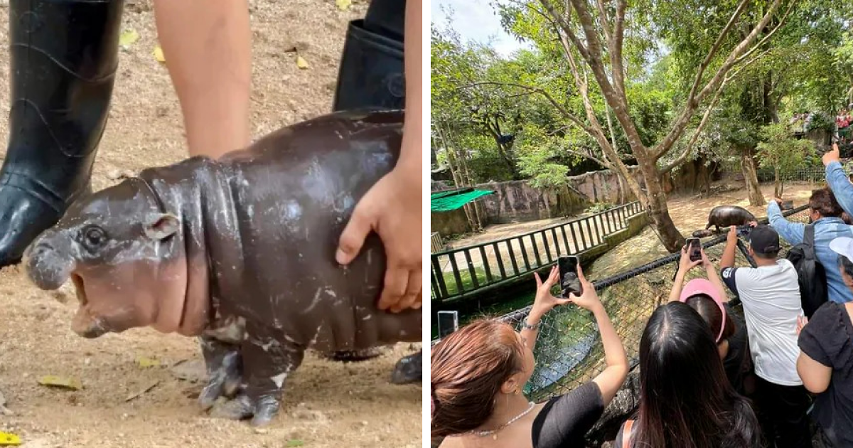 Moo Deng, Viral 2-Month-Old Baby Hippo, Disrupted By…