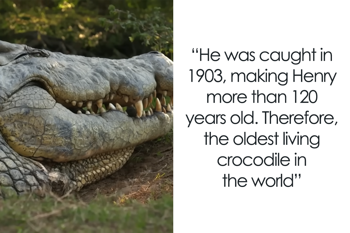 The Internet Is Stunned By This 5-Meter, 700-Kilo…