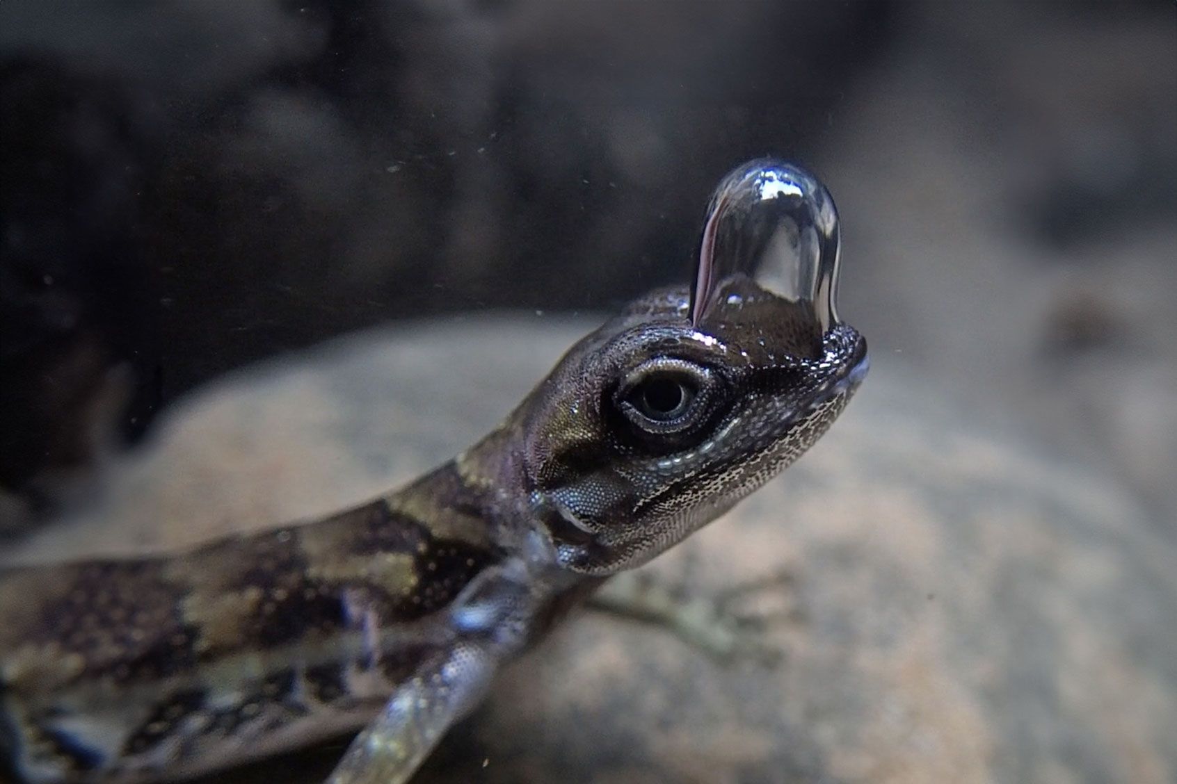 How this lizard learned to "scuba dive"