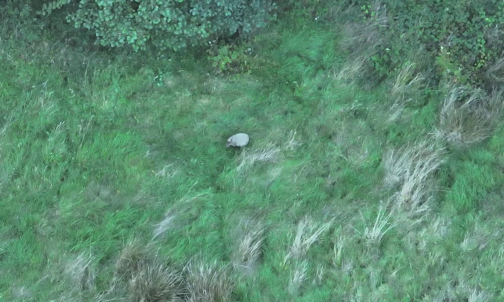 Stop that capybara! Search party uses drone to spot…