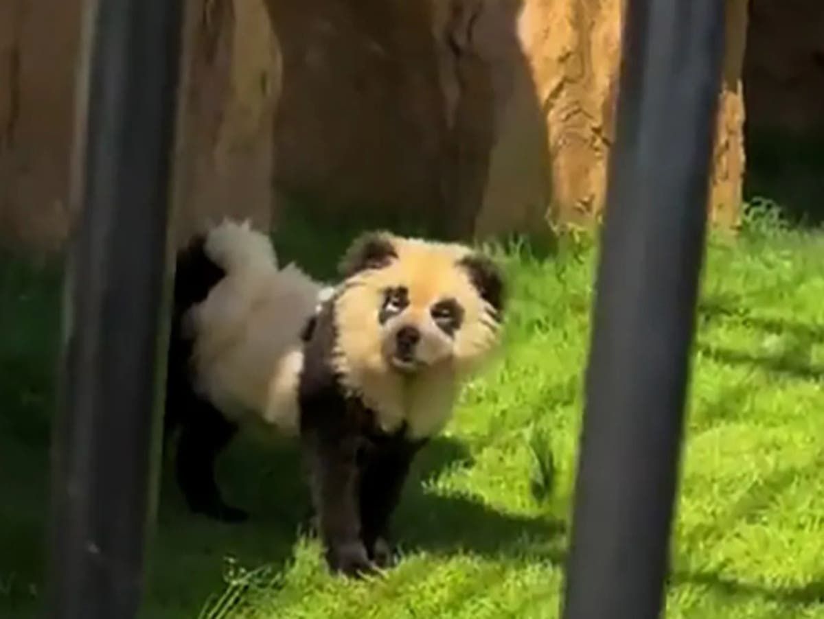 Zoo admits that their pandas are ‘painted dogs’ after…