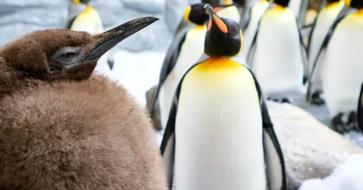 Meet 9-Month-Old Pesto, Who’s The Besto, Weighing In…