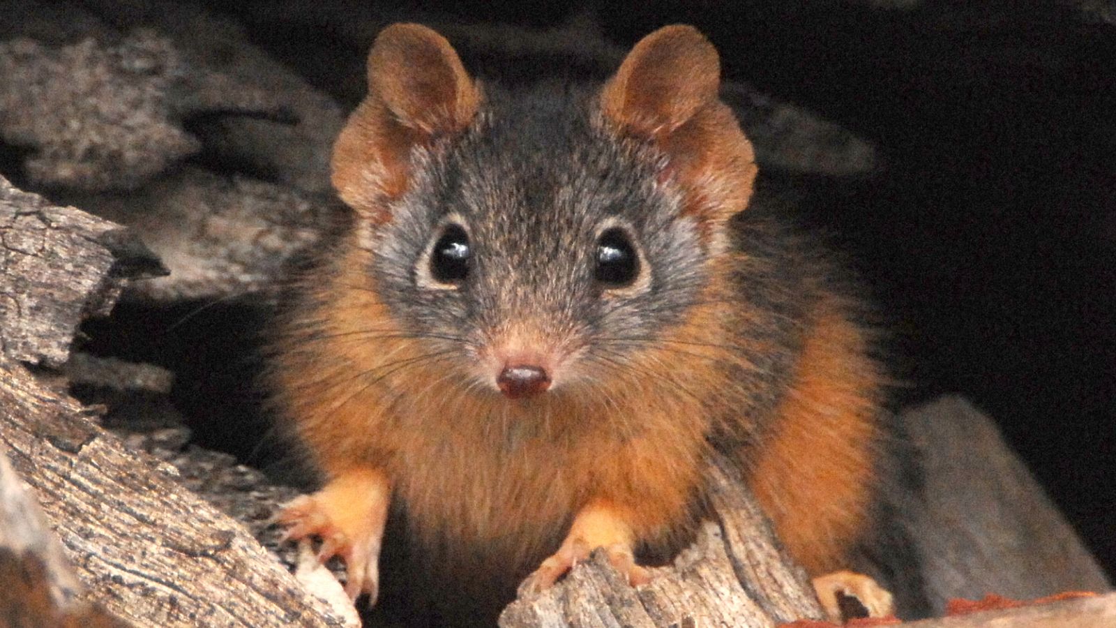 Antechinus: The tiny marsupials where males have sex…