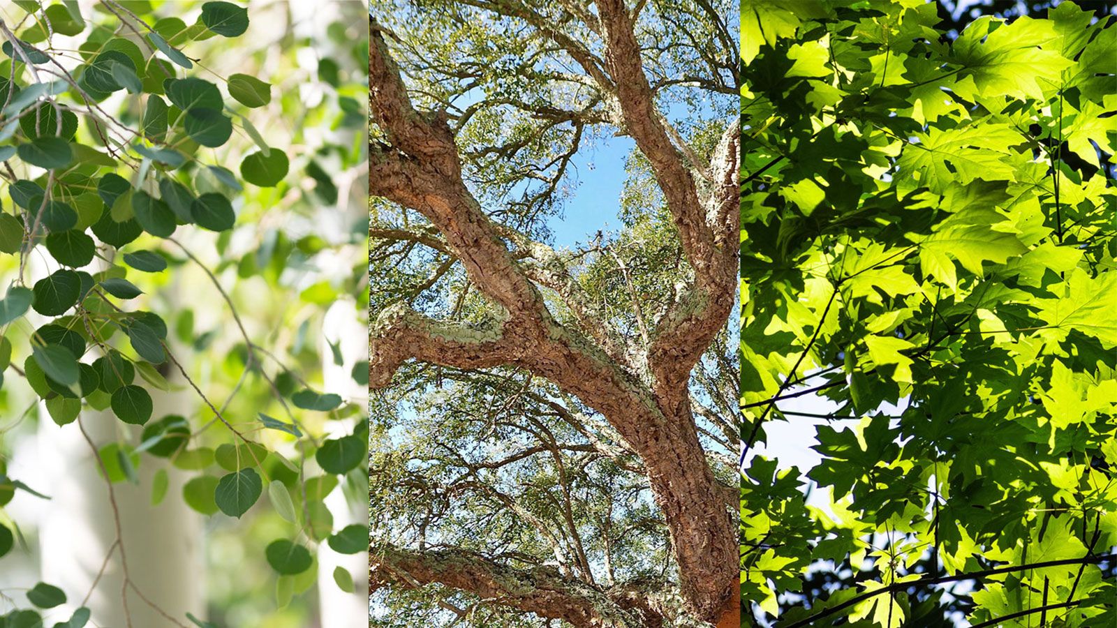 Best fire-resistant trees – 6 varieties that work for…