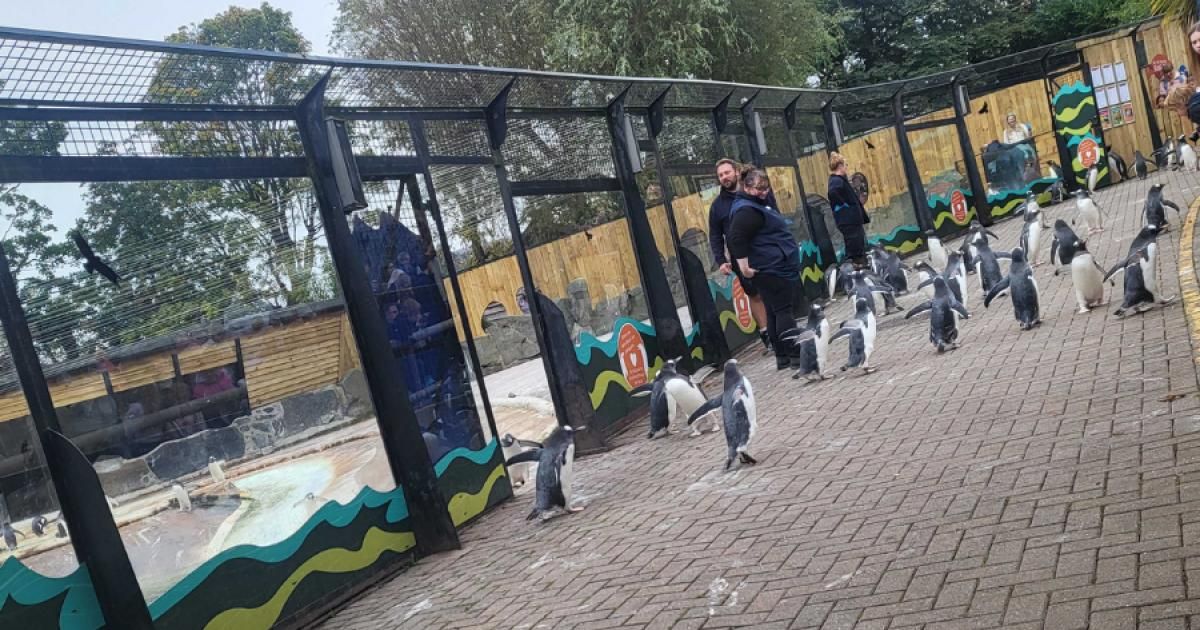 Watch as Edinburgh Zoo brings back ‘reimagined’…