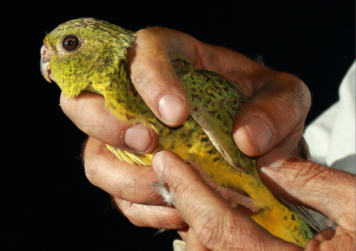 Indigenous rangers find secret population of one of…
