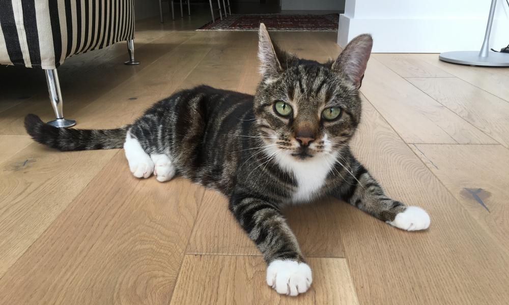 The pet I’ll never forget: Shackleton, the cat who…