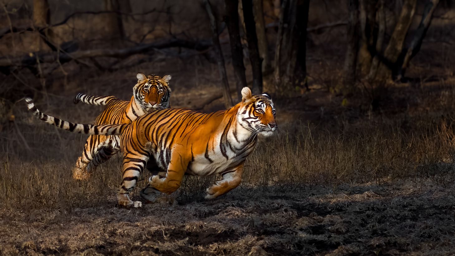Remembering Tigers: latest book in photo conservation…
