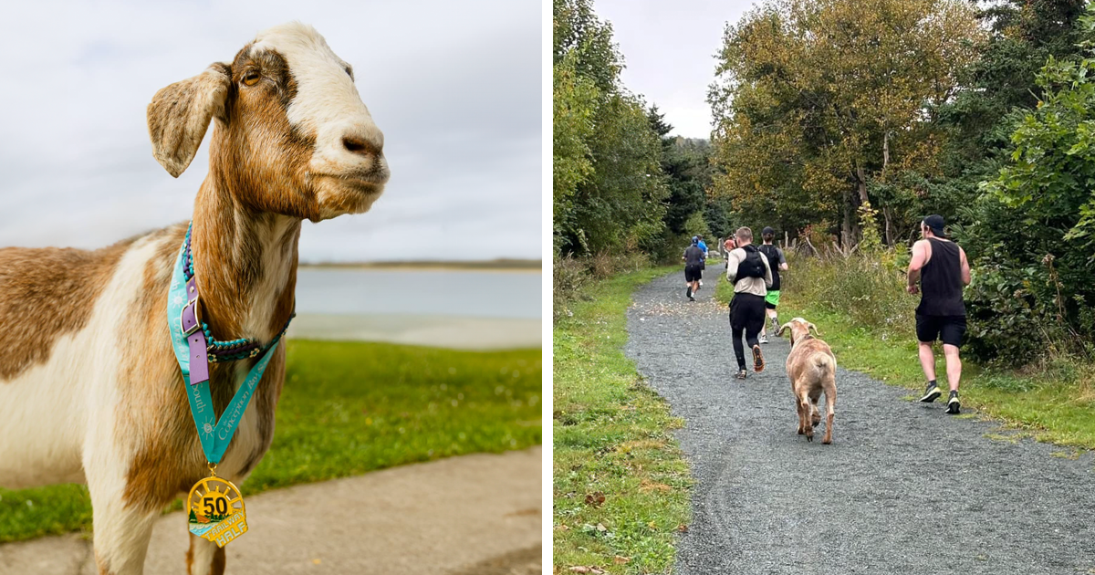 Local Goat Accidentally Enters A Half Marathon In…