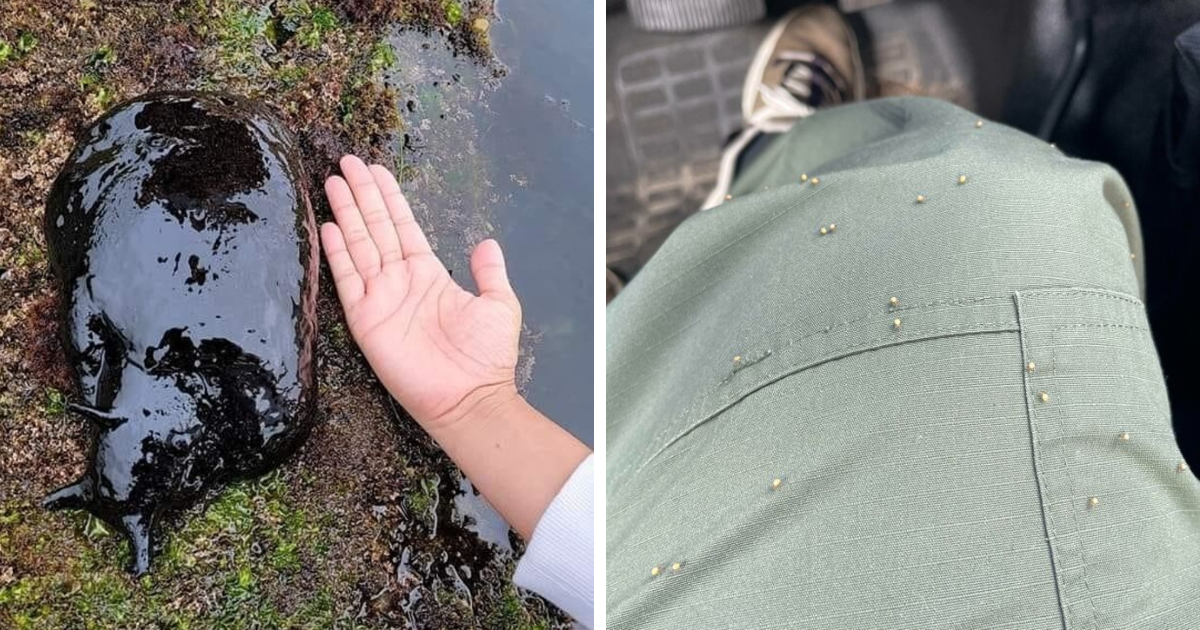 50 Of The Most Horrific Things Mother Nature Produced…