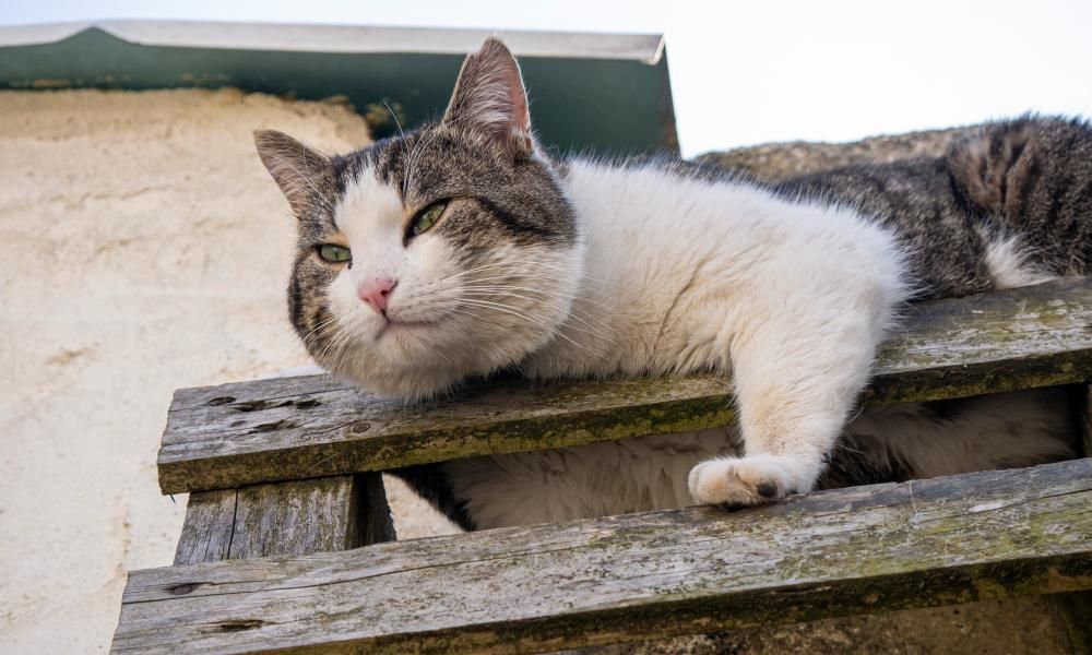 The pet I’ll never forget: Chelsea the cat, who sent…